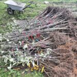 Qu’est-ce qu’un scion, un greffon, un porte greffe ? – L’arbre Perché